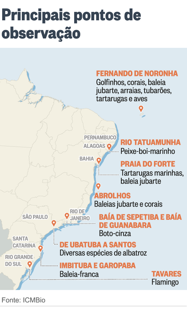 Viagem pela costa brasileira mostra segredos da vida marinha - Jornal O ...